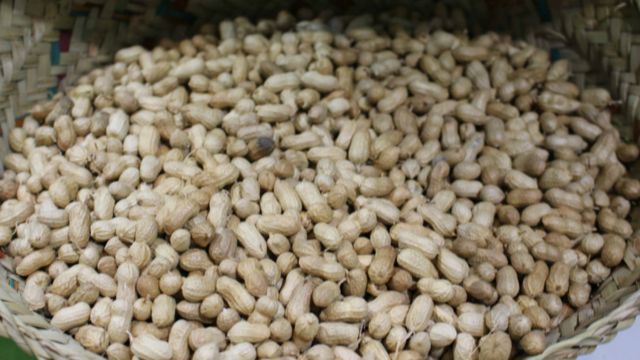 Sawirro: Bandhigga Wax-soosaarka Soomaalida - BBC News Somali