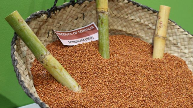 Sawirro: Bandhigga Wax-soosaarka Soomaalida - BBC News Somali