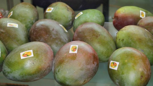 Sawirro: Bandhigga Wax-soosaarka Soomaalida - BBC News Somali