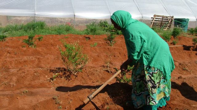Maxaa sabab u ah beeraha badan ee Wajeer? - BBC News Somali