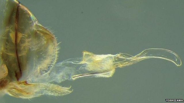 El sorprendente insecto hembra que tiene pene - BBC News Mundo