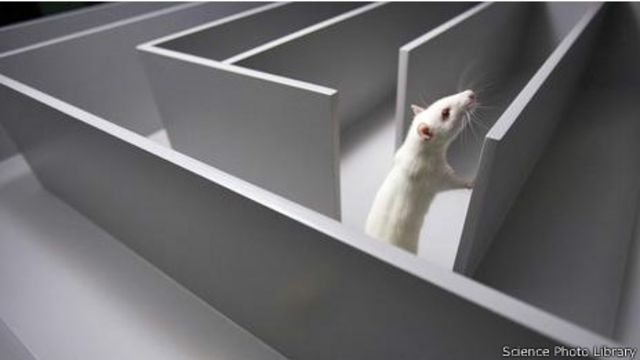 ¿Con qué sueñan los animales? - BBC News Mundo