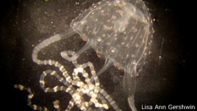 Cómo prevenir el ataque de las peligrosas medusas irukandji - BBC News ...