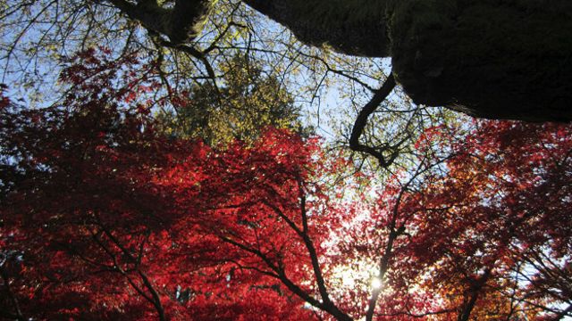 El dulce encanto de hacer sirope de arce con cubetas y a fogón - BBC ...
