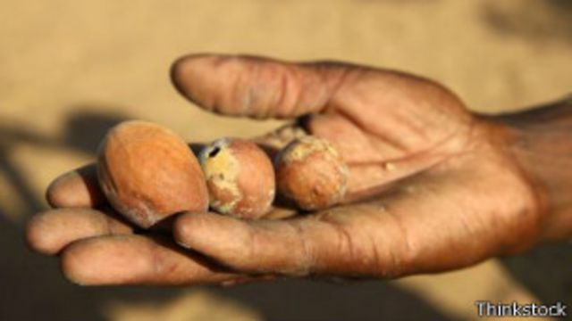 ¿Es verdad que los animales se drogan y emborrachan? - BBC News Mundo