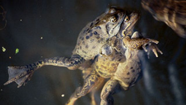 Frogmarch 反拧双臂强行拉走 - BBC 英伦网