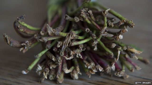 Qué es el khat, el alucinógeno que prohibió Reino Unido - BBC News Mundo