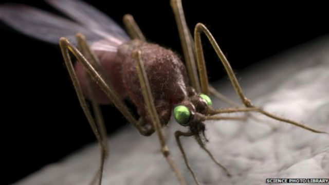 Parasit malaria bisa memanipulasi bau badan tikus - BBC News Indonesia