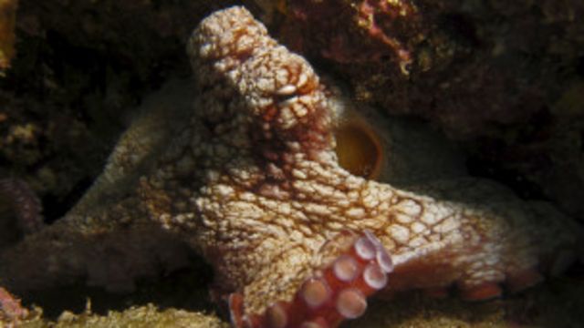 Inky, el pulpo que escapó por una tubería de un acuario y volvió al mar ...