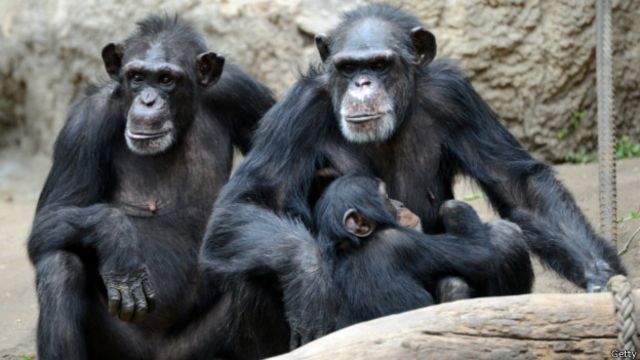 Cientistas traduzem gestos de comunicação de chimpanzés - BBC News Brasil
