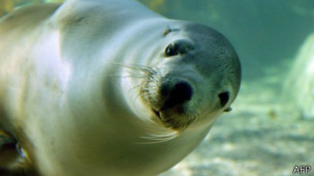 El tiburón que se atragantó con un león marino australiano - BBC News Mundo