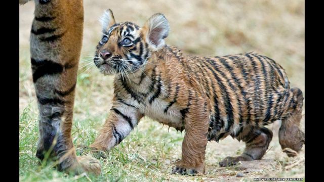 Fotógrafo consegue imagens raras de tigre-de-bengala com filhotes - BBC ...