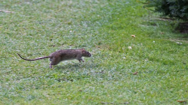 Turistas dividem espaço com ratos em jardim do Louvre em Paris - BBC ...