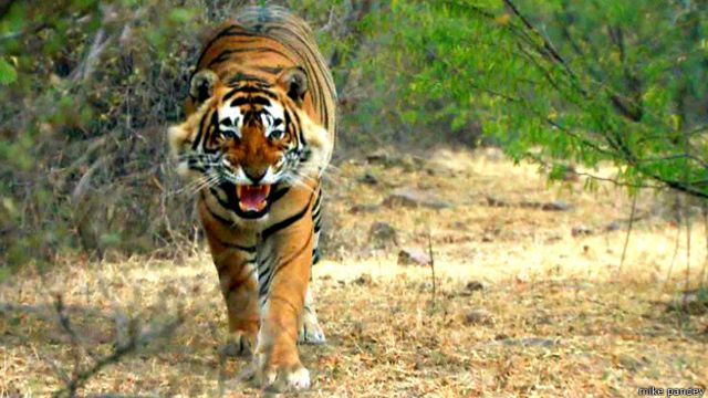 सेक्स के लिए हज़ारों मील का सफ़र - BBC News हिंदी