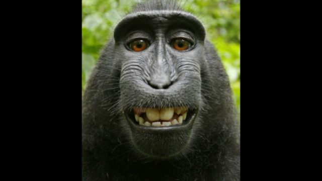 Sengketa Rp200 juta 'selfie' monyet Indonesia - BBC News Indonesia