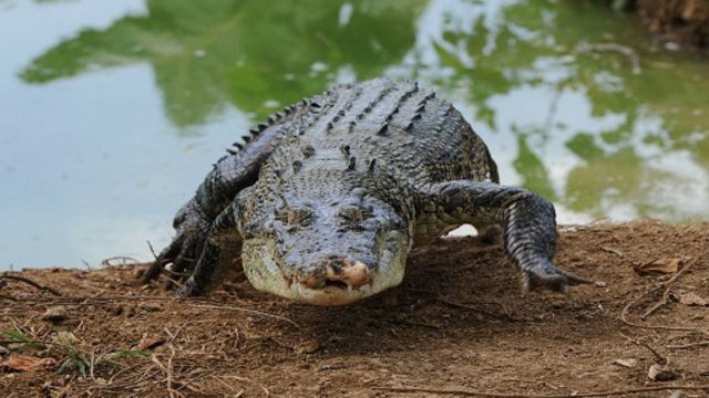 kumanaan Yaxaas oo gaajo haleeshay - BBC News Somali