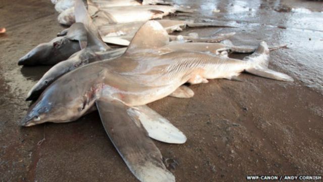 Larangan perdagangan hiu dan pari manta berlaku - BBC News Indonesia