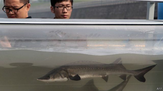 El Esturión Chino En Peligro De Extinción, Según Medios Estatales - BBC ...