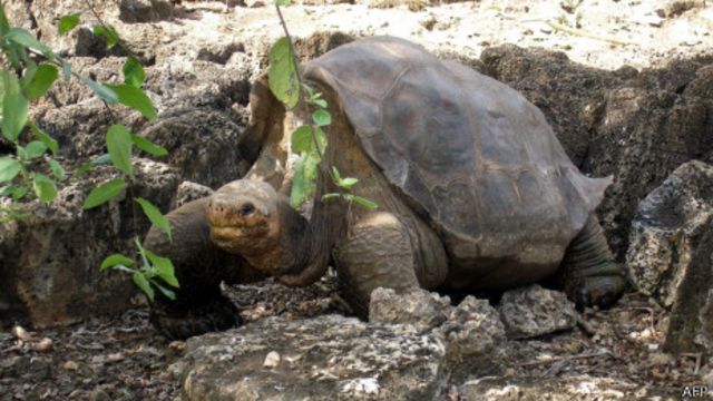 La disputa por dónde debe quedarse el cuerpo embalsamado del Solitario ...