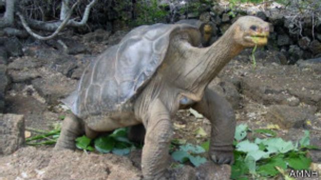 La disputa por dónde debe quedarse el cuerpo embalsamado del Solitario ...