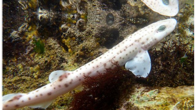 Pemangsa yang berhasil: hiu - BBC News Indonesia