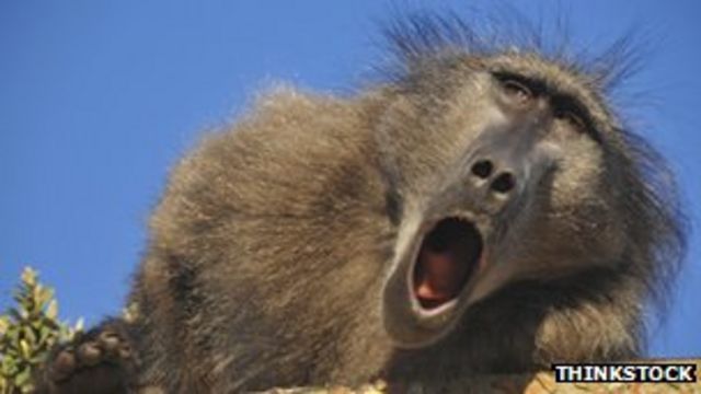 El babuino Robinson, el mono más solo del mundo - BBC News Mundo