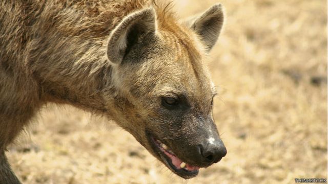 ¿Macho o hembra? Las dificultades de determinar el sexo en la hiena ...