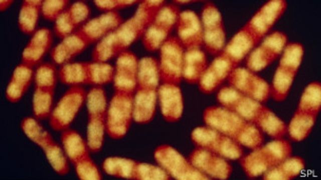 Australia: identifican gen que protege contra la fiebre tifoidea - BBC ...