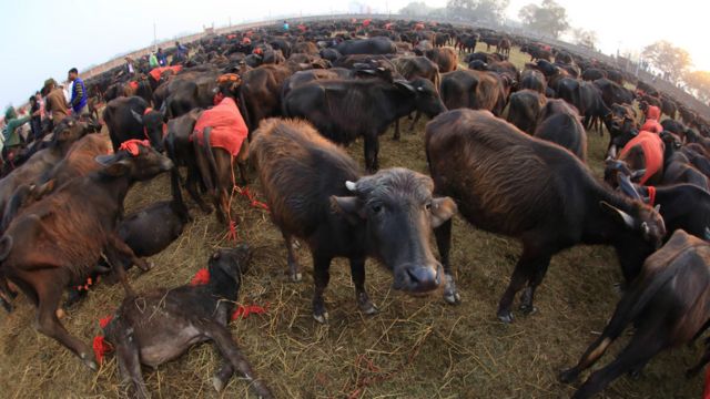 गढीमाई: आस्था र आलोचना - BBC News नेपाली