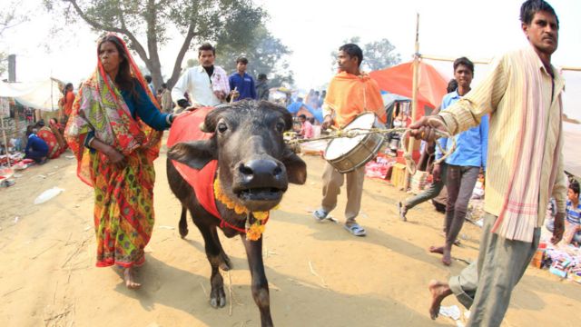 गढीमाई: आस्था र आलोचना - BBC News नेपाली