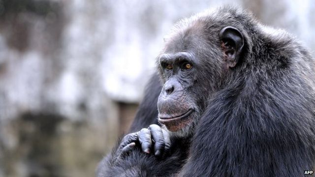 ¿Tienen los animales personalidades, como los humanos? - BBC News Mundo