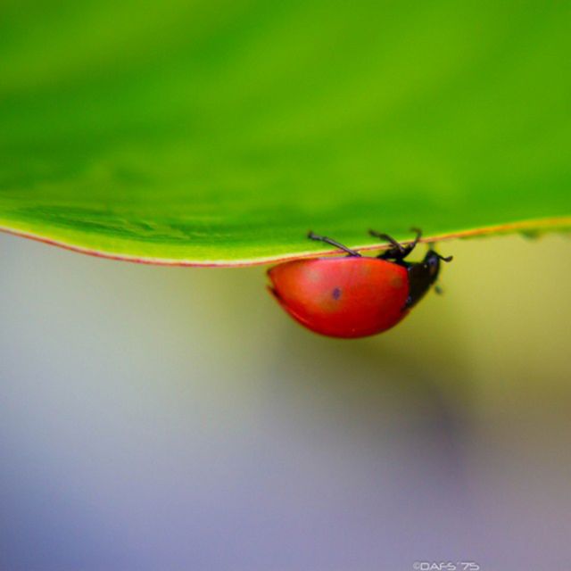 Una mirada a la vida de los insectos - BBC News Mundo