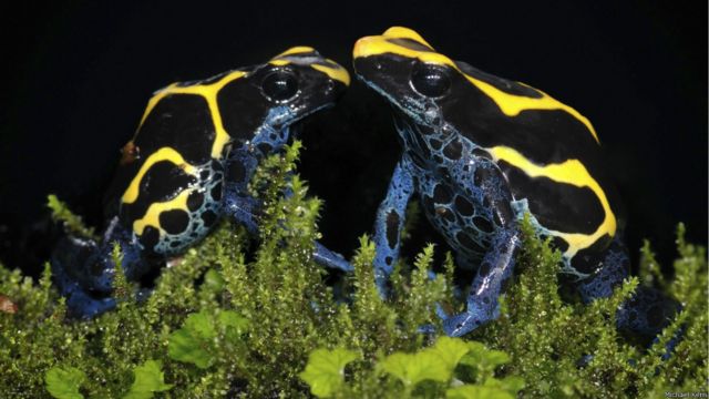 El espectacular mundo psicodélico de los bichos raros - BBC News Mundo