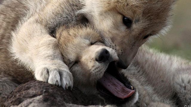Волчье семейство: взгляд изнутри - BBC News Русская служба