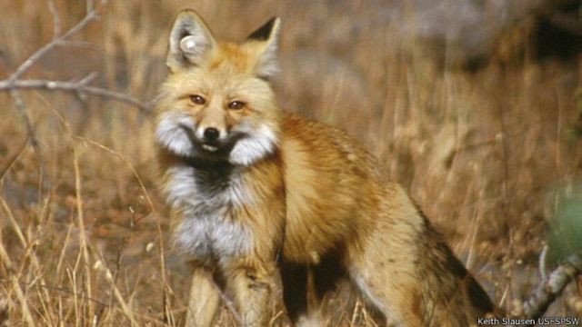 Avistan por primera vez en 100 años un raro zorro rojo en California ...