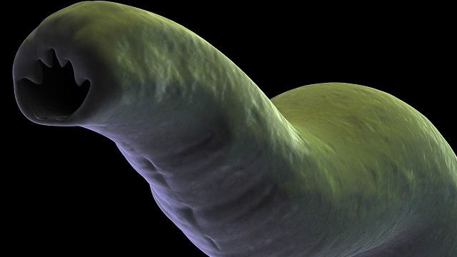 Lombriga aumenta fertilidade das mulheres, diz estudo - BBC News Brasil