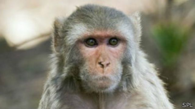 Qué nos enseñan los monos sobre nuestro comportamiento al apostar - BBC ...