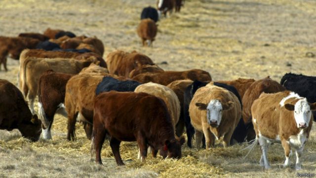 Canadá confirma caso de "vaca loca" - BBC News Mundo