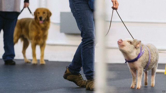 Bila seekor babi ikut pelatihan khusus anjing - BBC News Indonesia