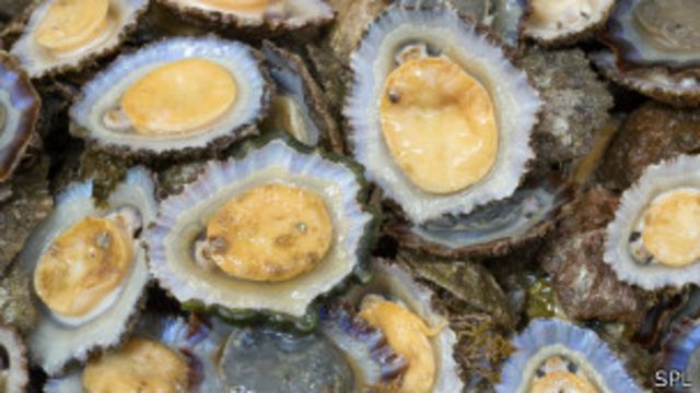 ¿Cuál es el material biológico más fuerte del mundo? - BBC News Mundo