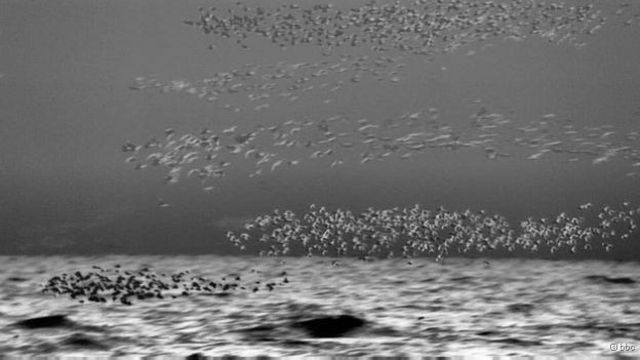 Voo noturno de milhares de aves migratórias é filmado pela 1ª vez - BBC ...