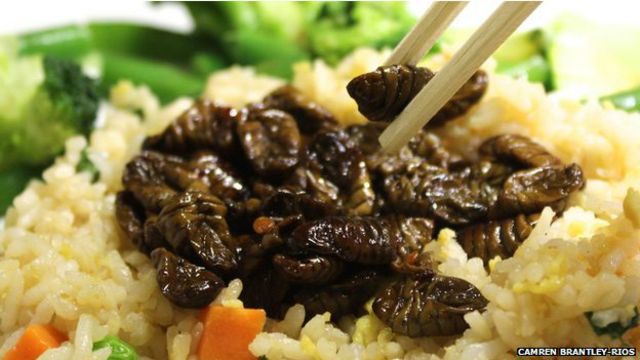 El estudiante que comió insectos durante un mes - BBC News Mundo