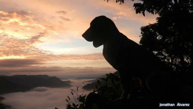 ¿Encontró Colombia su primera raza de perros? - BBC News Mundo