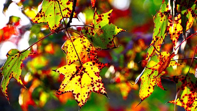 Los lectores de BBC Mundo nos muestran sus jardines - BBC News Mundo
