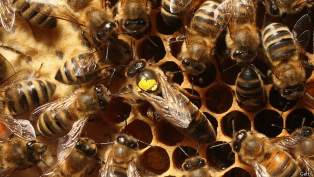 "Cómo el veneno de abeja me salvó la vida" - BBC News Mundo