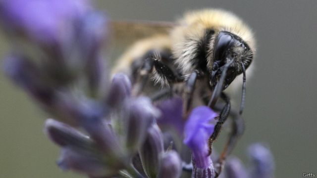 "Cómo el veneno de abeja me salvó la vida" - BBC News Mundo