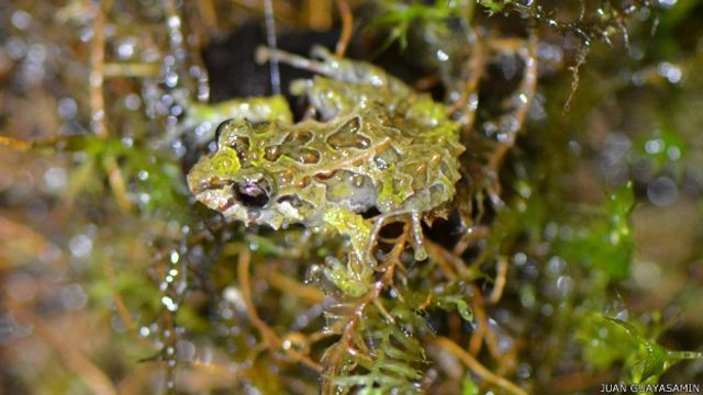 La asombrosa transformación de esta rana milimétrica de Ecuador - BBC ...