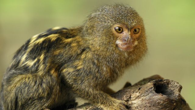 Sacuudiga oo diiday danyeer laga soo dhoofin lahaa Sweden - BBC News Somali