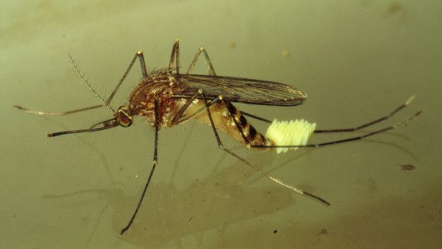 Ilmuwan kembangkan nyamuk mutan 'kebal malaria' - BBC News Indonesia