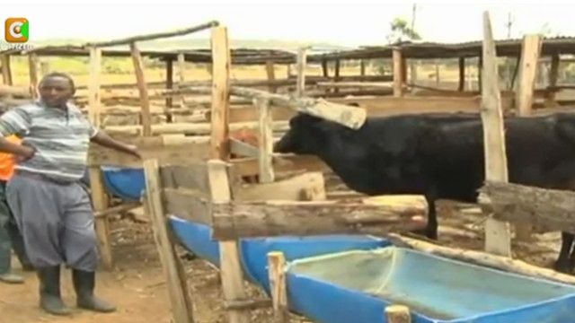 Австралійська вівця встановила світовий рекорд - BBC News Україна